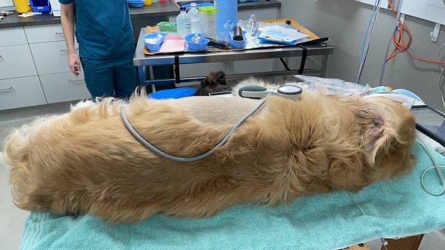 Pericardial Effusion in Dogs: Life Expectancy, Symptoms, and Treatment