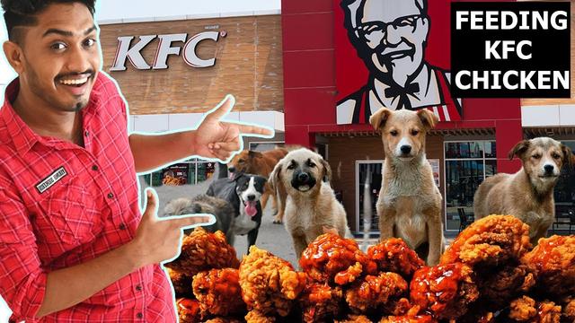 Can Dogs Eat KFC Chicken? Find Out What Experts Say