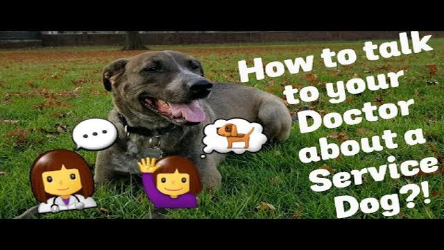 How To Request a Service Dog Letter from Your Doctor