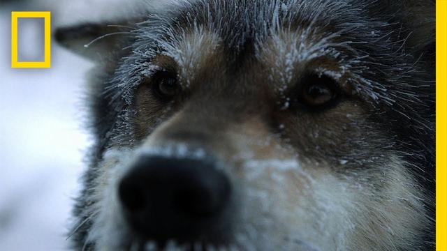 How Long Do Sled Dogs Live: Lifespan and Factors influencing it