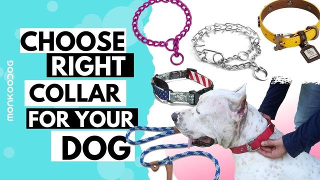 Choosing the Right Color Collar for Your White Dog: A Complete Guide