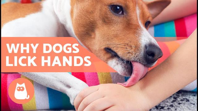 What Does It Mean When a Dog Licks Your Hand? - Exploring Canine Behavior