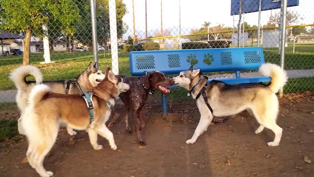 Bocina de Aire para Detener los Ladridos de los Perros: Solución eficaz ...