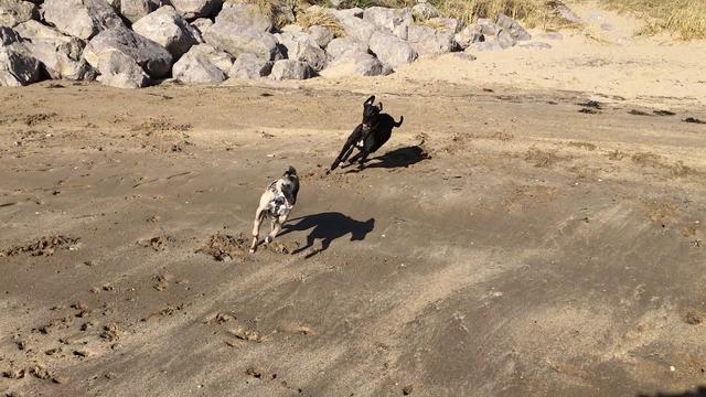 Greyhound Vs Whippet Speed: Which Breed is Faster?