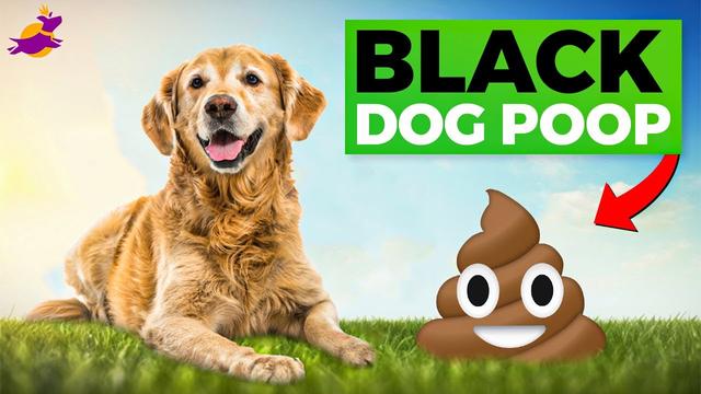 Why is Dog Poop Black on the Outside and Brown Inside? Insights from Reddit