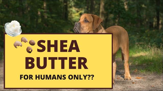 Is Shea Butter Safe for Dogs? Benefits and Precautions
