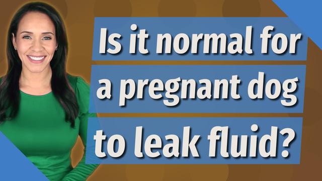 Clear Sticky Discharge in Pregnant Dogs: Causes, Symptoms, and Treatment