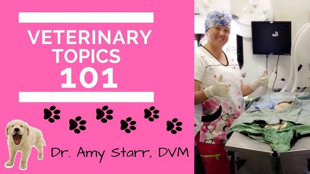 Clear Discharge from Female Dog: Causes, Symptoms, and Treatment