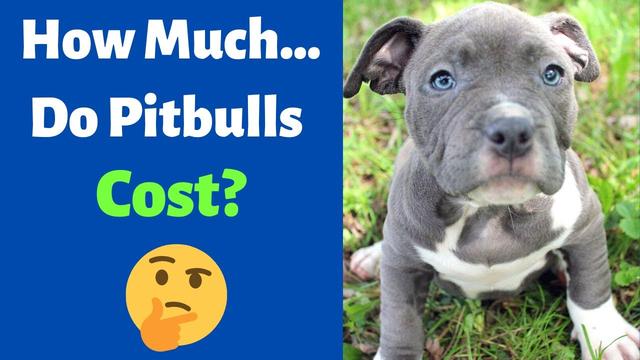 How Much Do Pitbulls Weigh: A Guide to Understanding Pitbull Weight