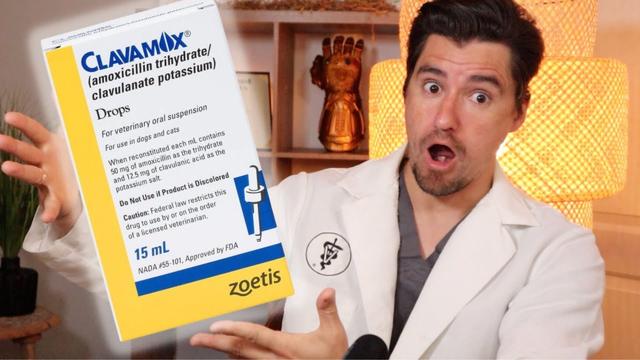 Clavamox : Utilisation et avantages de ce médicament antibiotique