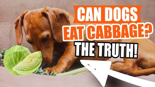 Les chiens peuvent manger du chou : Avantages et précautions