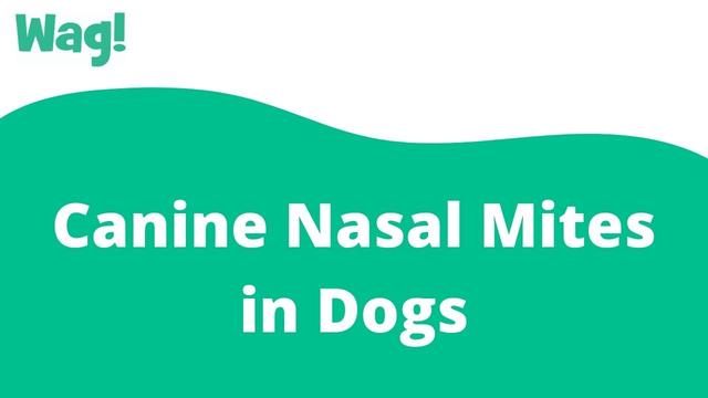 Can Dogs Die From Nasal Mites: Understanding the Dangers