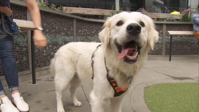 What You Need to Know About Amazon's Dog Policy: Explained