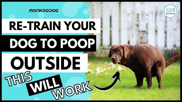 7 Tips to Help your 1 Year Old Dog Stop Pooping In The House [Your ...