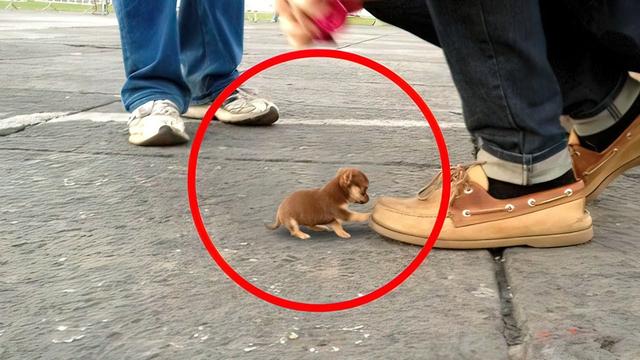 Conoce al perro más mono del mundo 2021: Desvelando al can más adorable Conoce al perro más mono del mundo 2021: Desvelando al can más adorable