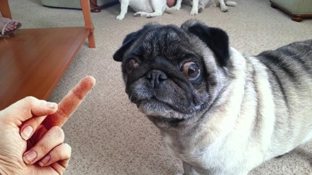 Why Dogs React Negatively to the Middle Finger Gesture