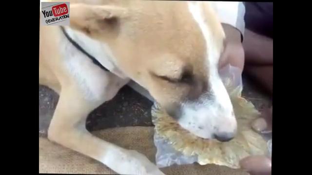 Qué hacer si su perro ha comido tabaco de mascar: consejos y medidas de ... Qué hacer si su perro ha comido tabaco de mascar: consejos y medidas de ...