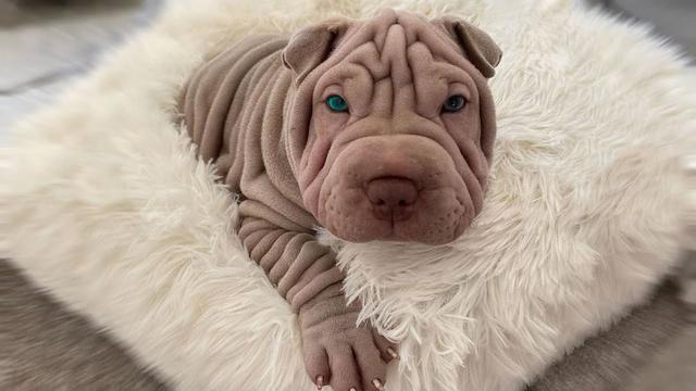 Descubra los perros más bonitos con la cara arrugada - Su guía de ...