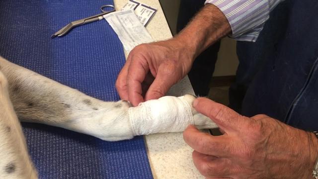 How Long Does it Take for a Dew Claw to Heal?