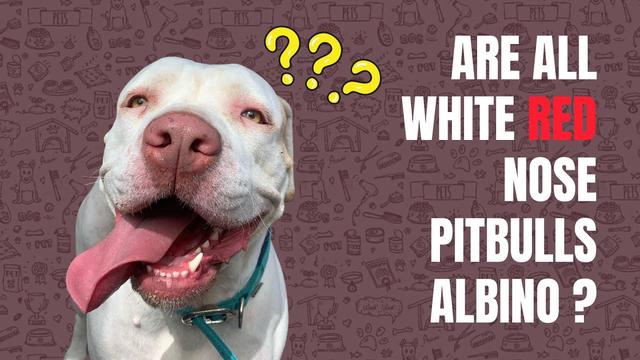 Discovering the Unique Characteristics of Albino Red Nose Pitbulls