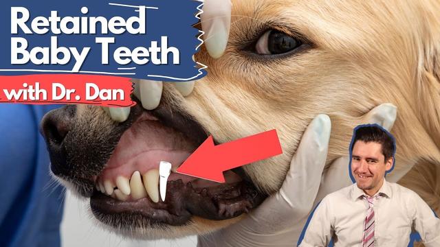 Dog Double Canine Teeth: Everything You Need to Know