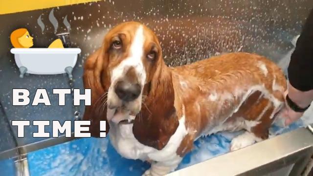 ¿Con qué frecuencia se debe bañar a un Basset Hound? - Consejos y ...