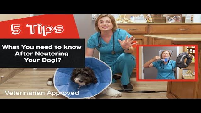 Causes and Treatment for Dog Lethargy After Neutering - Expert Guide