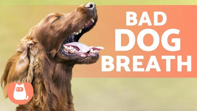 How to Get Rid of Dog Breath that Smells Like Vomit Expert Tips