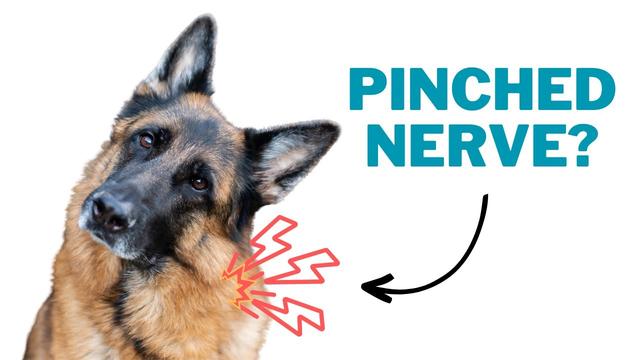 Dog Pinched Nerve: Causes, Symptoms, and Treatment Options