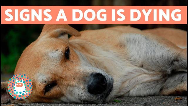 How to Determine the Time of Death of a Dog: Essential Tips and Techniques