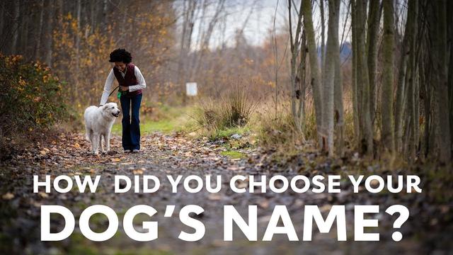 Find the Perfect Watson Dog Name for Your New Furry Friend