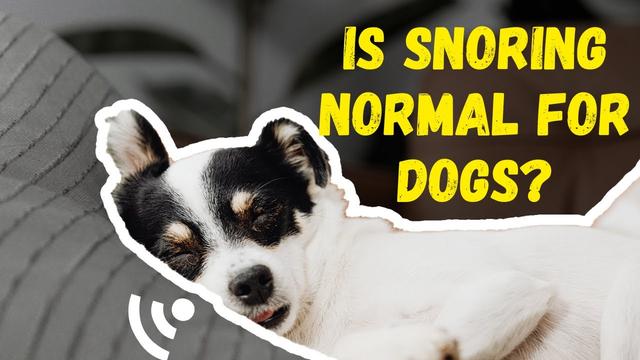 Why Does My Dog Snore When I Pet Him? Understanding the Reasons Behind It