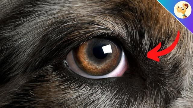 Dog Breeds With Yellow Eyes: A Comprehensive Guide