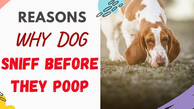 Understanding a Dog's Sense of Smell: What Are They Sniffing for Before ...