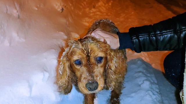 Can A Dog Freeze To Death? Learn How to Keep Your Dog Safe in Cold Weather
