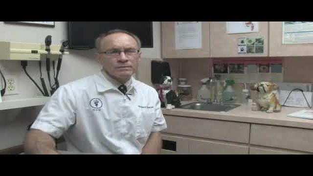 How To Clear Your Dog's Blocked Nose - A Step-by-Step Guide