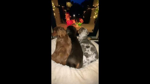 Discover whether dogs enjoy Christmas lights: A fascinating look at ...