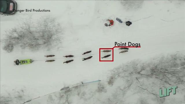 Ontdek hoeveel honden er meestal in een slede-team zitten