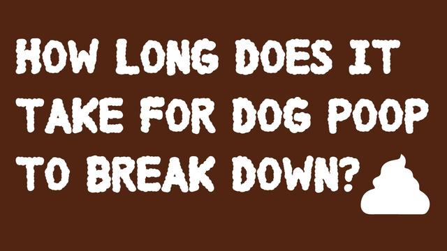 Discover The Decomposition Time of Dog Poop and Environmentally ...