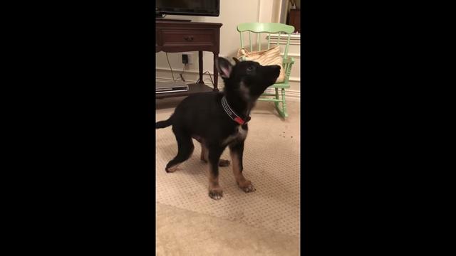 Increíble perro con tres dedos: Desvelando el misterio de este rasgo único