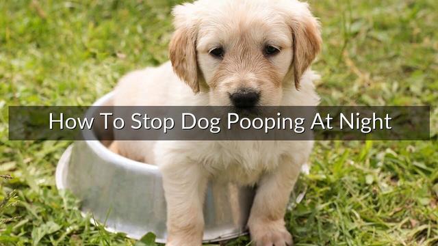 When Do Puppies Stop Pooping At Night: Expert Advice and Tips