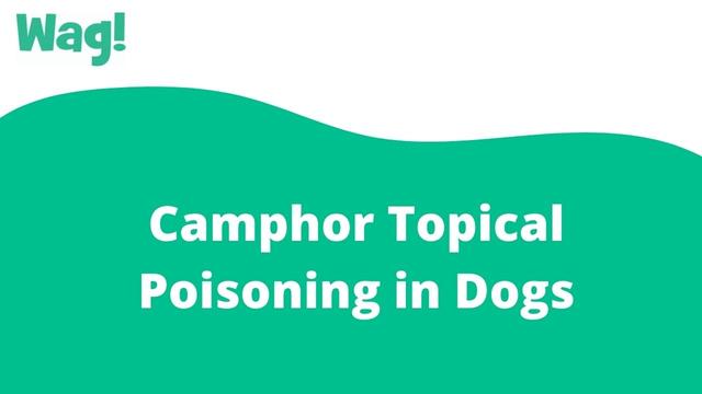 Is kamfer veilig voor honden: alles wat je moet weten