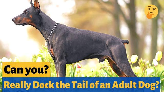 Can You Dock A Tail At 12 Weeks - Important Facts You Should Know