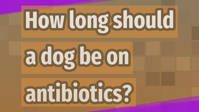 How Long Do Antibiotics Stay In A Dog's System: A Comprehensive Guide