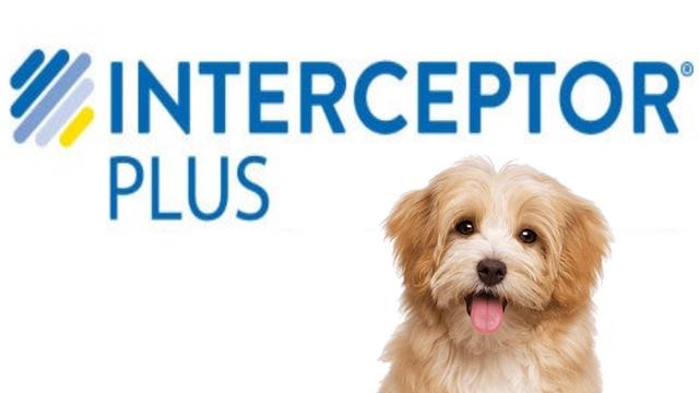 Why Was Interceptor for Dogs Discontinued: Exploring the Reasons and ...