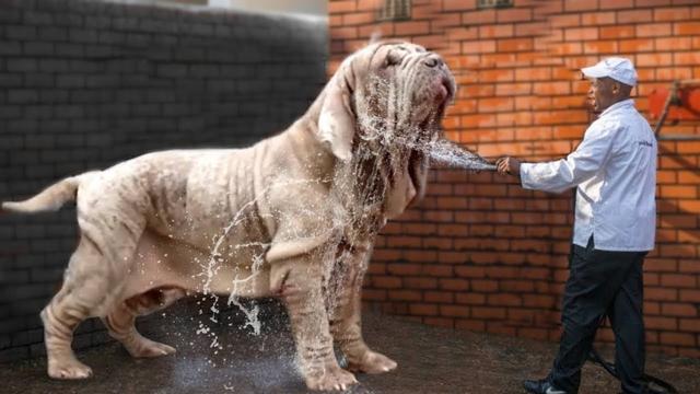 Understanding Puppy Loose Skin and How to Help