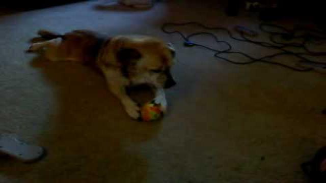 Dog Eating Tennis Ball Fuzz: Causes, Symptoms, and Prevention