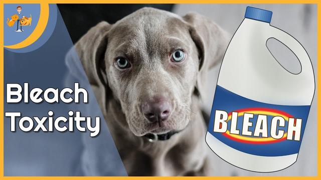What to Do If Your Dog Inhaled Bleach Fumes: Symptoms and Treatment