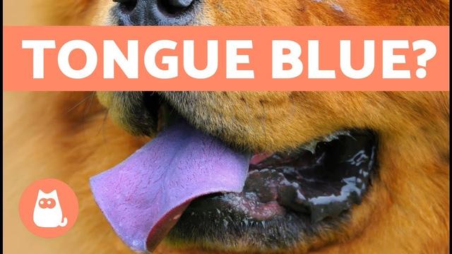 Exploring Dog Breeds with Purple Tongues - All You Need to Know