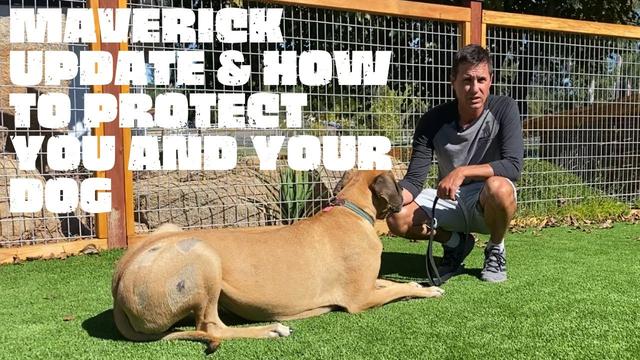 ¿Puedes patear a un perro si ataca a tu perro? Conozca sus derechos y ...